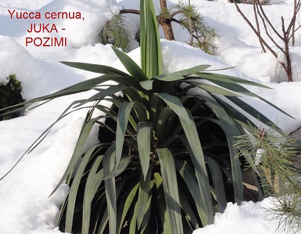 YUCCA, JUKA - ZUNANJA TRAJNICA , 30 cm sadika