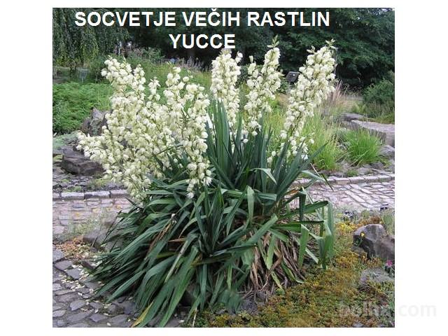 YUCCA, JUKA - ZUNANJA TRAJNICA , 30 cm sadika