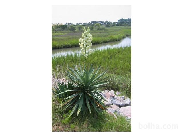 YUCCA, JUKA - ZUNANJA TRAJNICA , 30 cm sadika