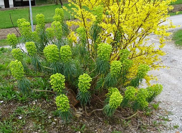 ZIMZELENA trajnica EUPHORBIA