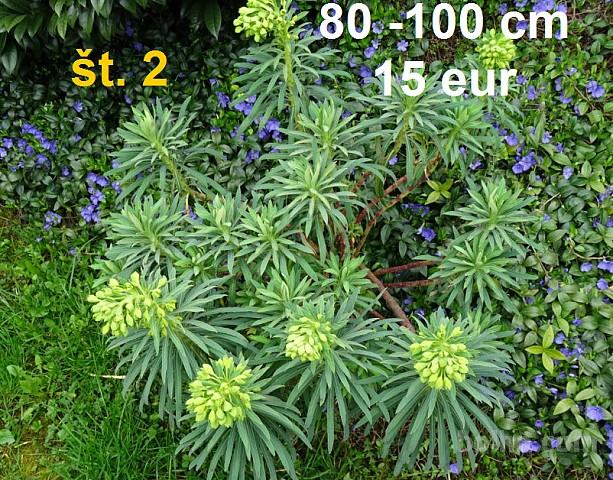 ZIMZELENA trajnica EUPHORBIA
