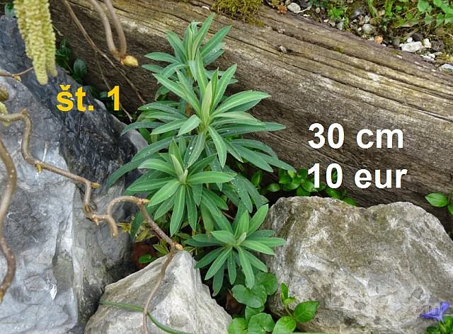 ZIMZELENA trajnica EUPHORBIA