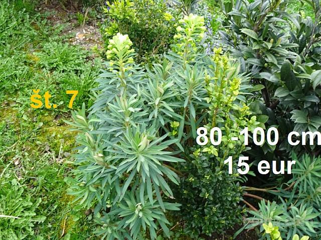 ZIMZELENA trajnica EUPHORBIA