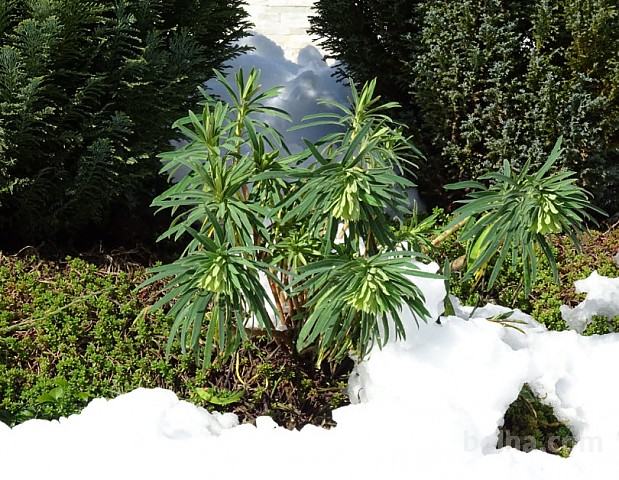 ZIMZELENA trajnica EUPHORBIA