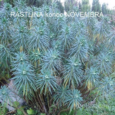 ZIMZELENA trajnica EUPHORBIA