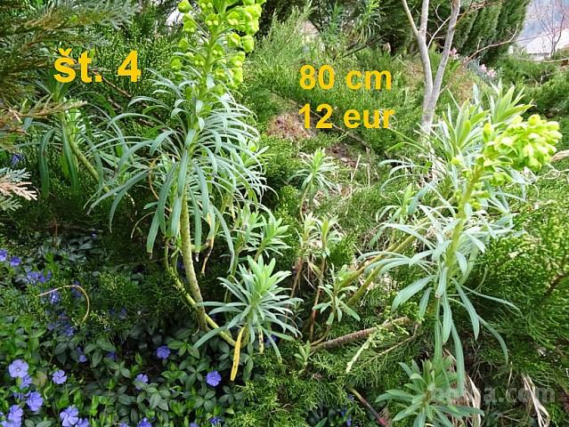 ZIMZELENA trajnica EUPHORBIA