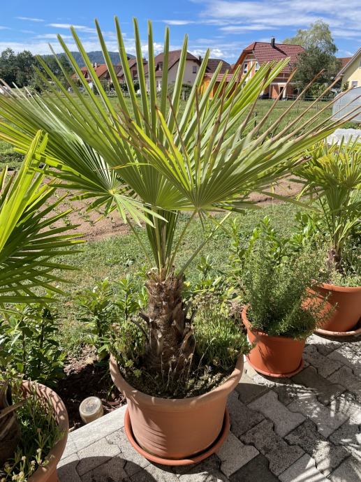Okrasne palme