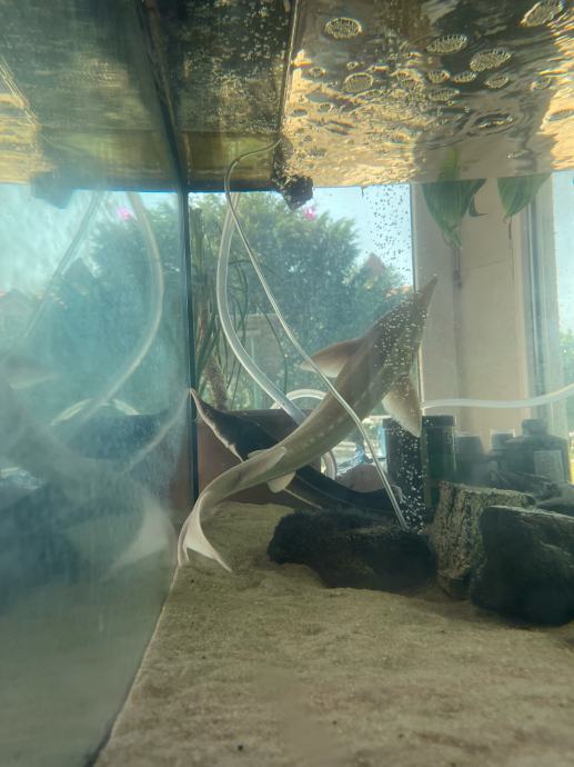 Akvarij 450L in jesetri