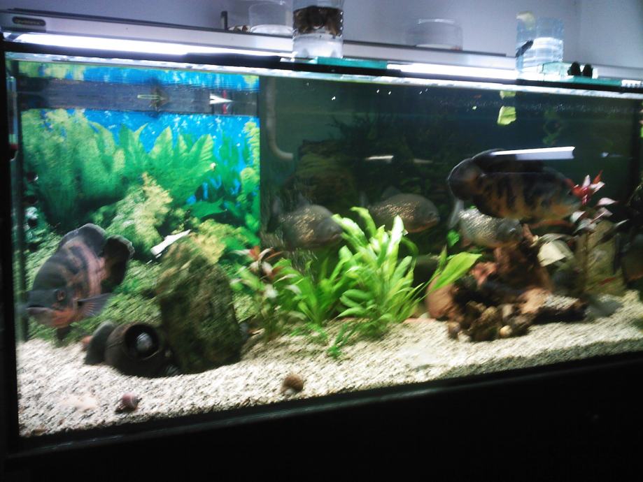 Akvarij 500l