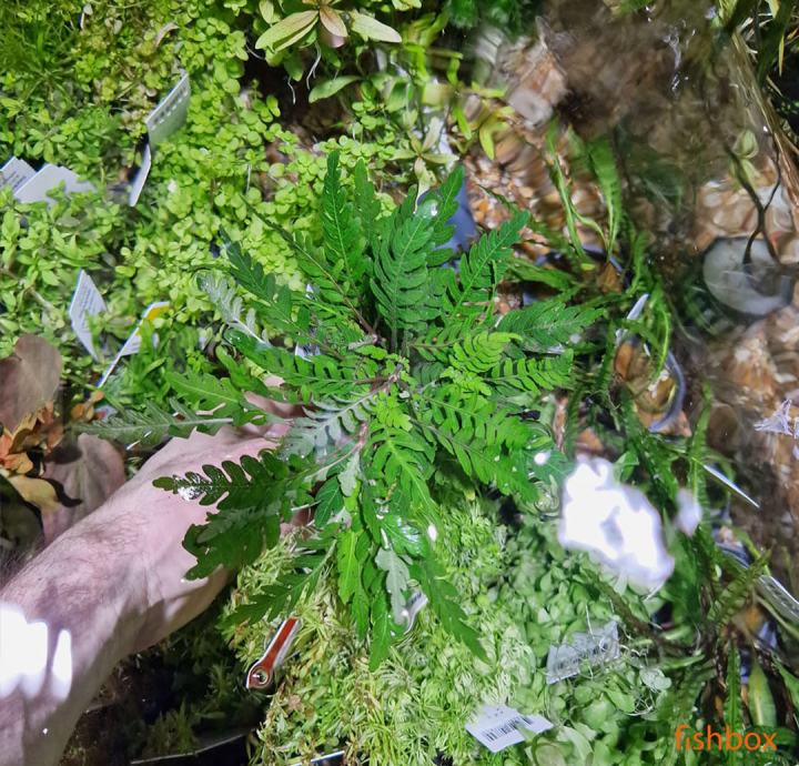 Akvarijske rastline, NOVA POŠILJKA res lepih, bujnih + živa hrana