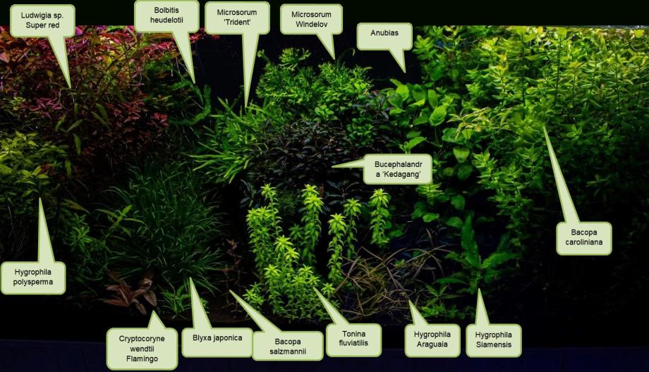 AKVARIJSKE RASTLINE PREMIUM