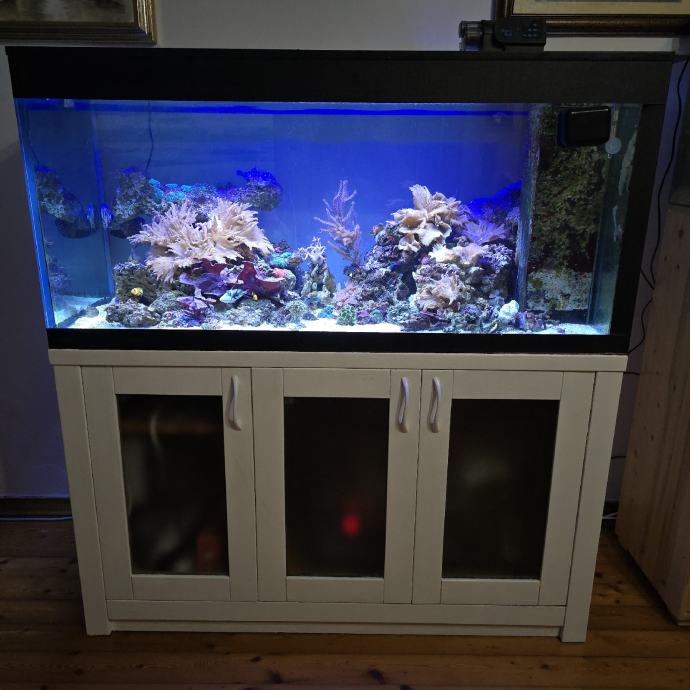 Komplet morski akvarij 300l, tehnika, korale, ribe