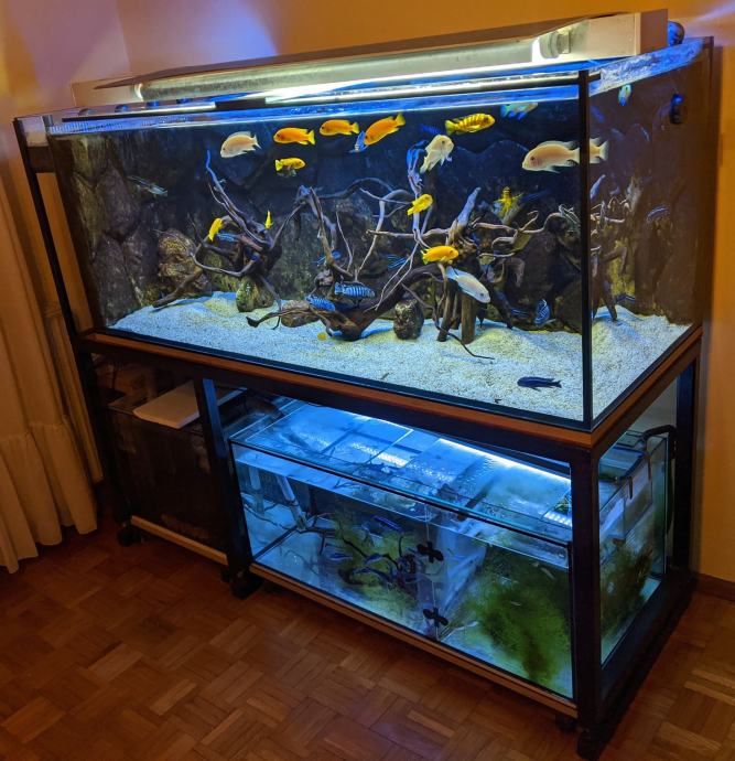 Komplet akvarij 540l + 100l sump + 200l za mladice + ribe in oprema