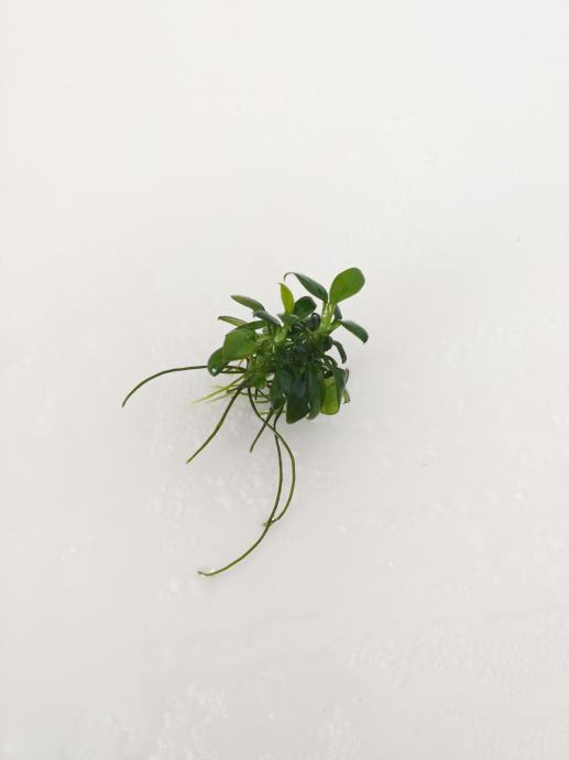 kozice RED CHERRY - RED SAKURA in RASTLINE