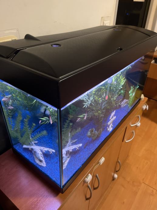 Prodam 110 literski akvarij z ribam
