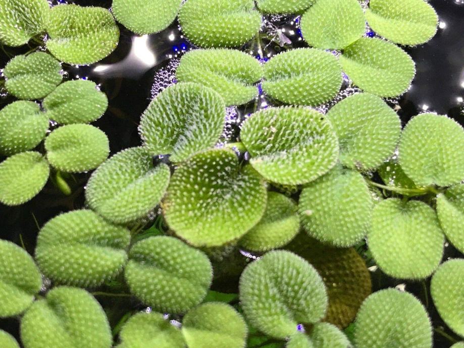 Vodna leča, salvinia, rogolist, vodna kuga