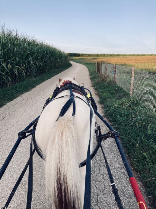 Kočija Poni gig z opremo