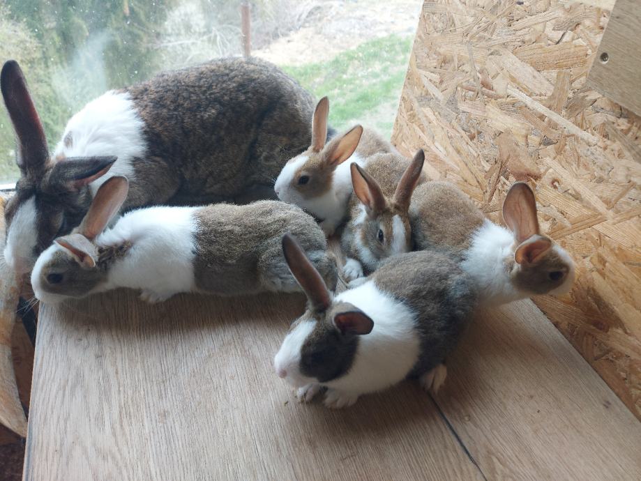 Hycol, kunci, zajci, breja