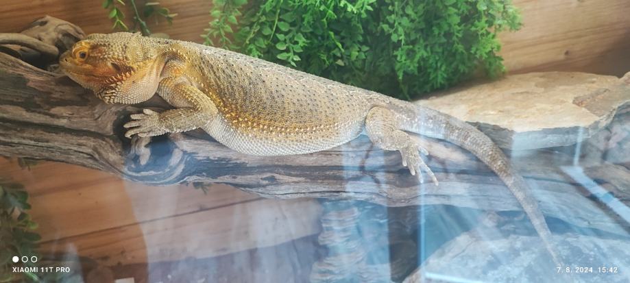 Terarij z bradato agamo