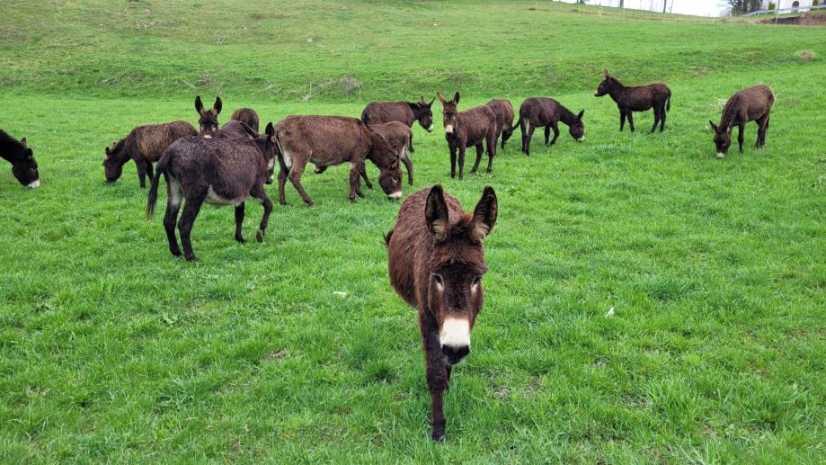 Istrski osel, oslica
