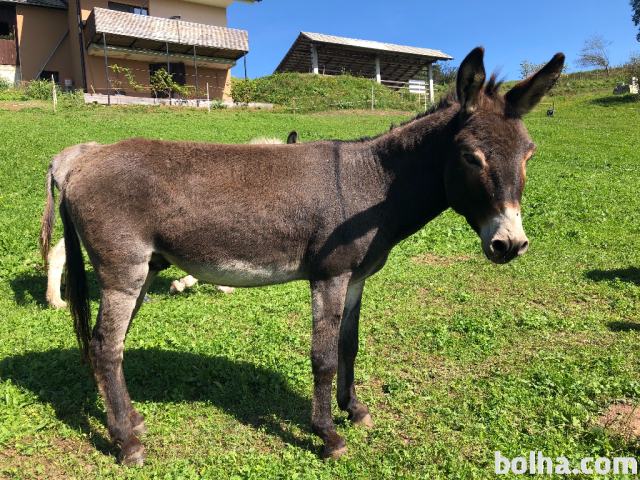 Osel In oslica dalmatinski mali
