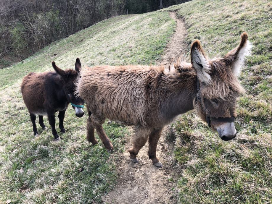 Osel oslica oslička Pikica