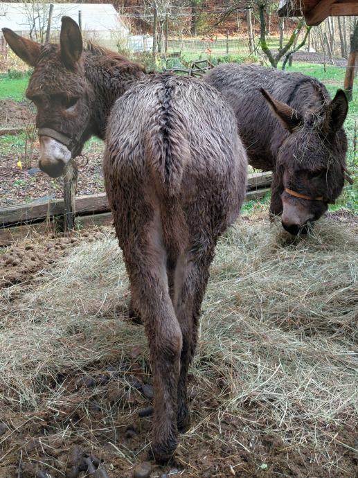 Prodam osle...Osel, oslica