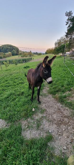 Prodam oslico Blacky oslica osel osli