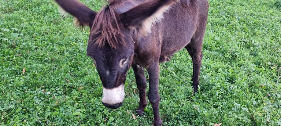 Prodam oslico Blacky oslica osel osli