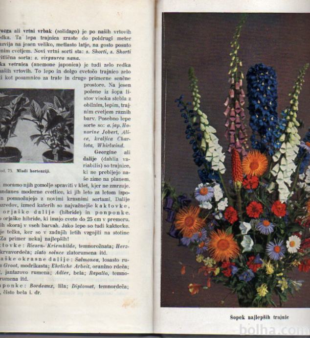 DOMAČI VRT, Martin Humek, 1931