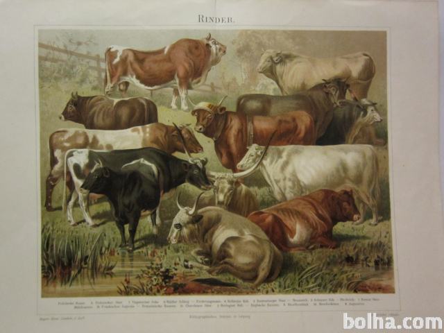 Litografija Rinder - goveda 1893–1897 govedo krava