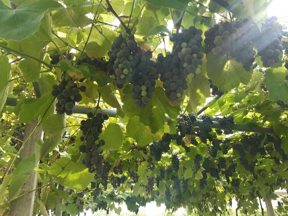brajde rdeče grozdje.