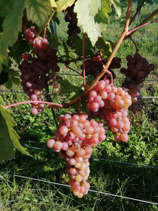 PRODAM grozdje belo in rdeče