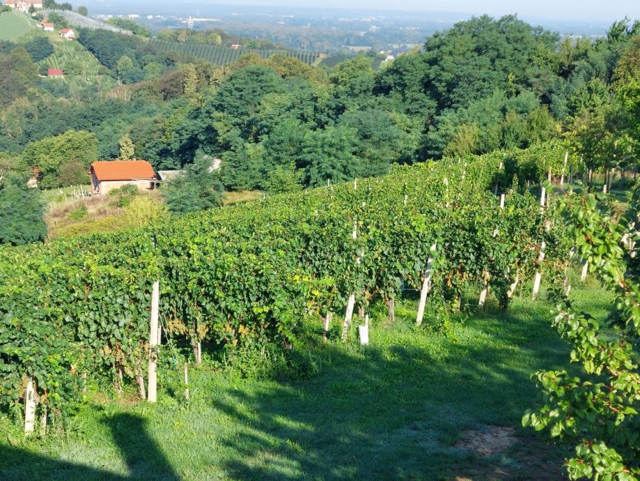 Grozdje Chardonnay