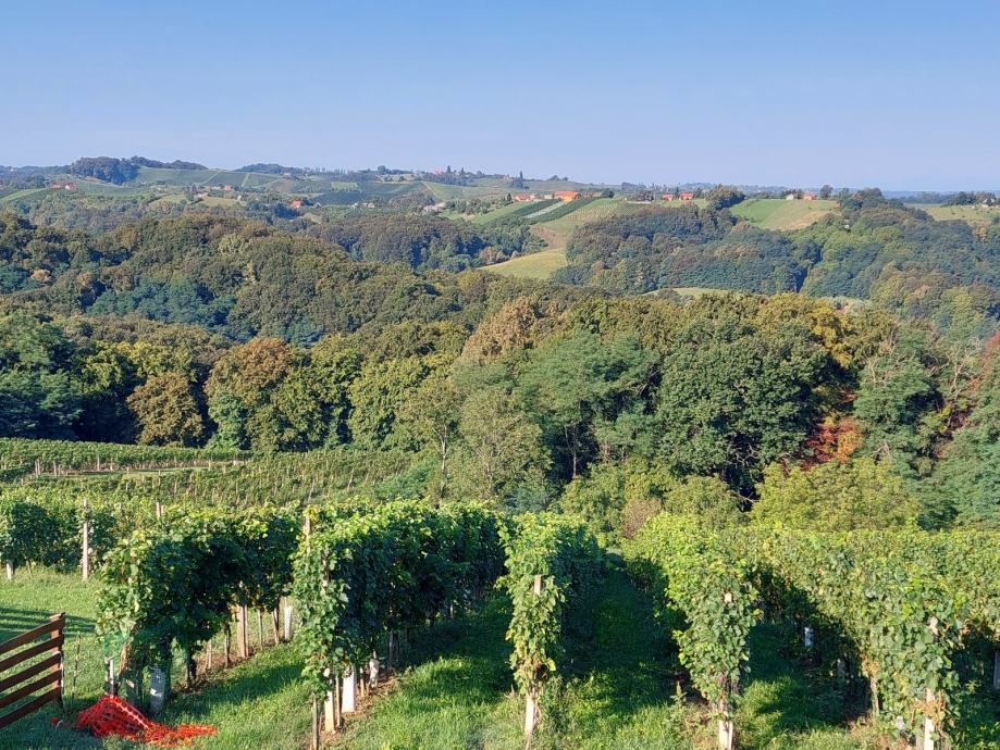 Grozdje Chardonnay