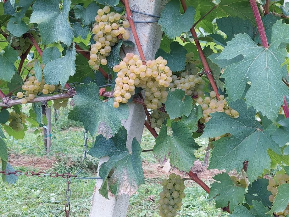 Grozdje Chardonnay