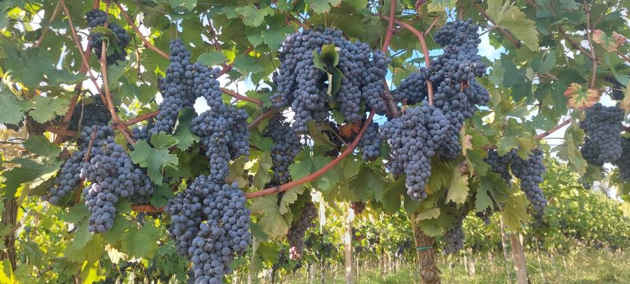 Grozdje cvičkovih sort, rizling, kraljevina, frankinja, žametna črnina