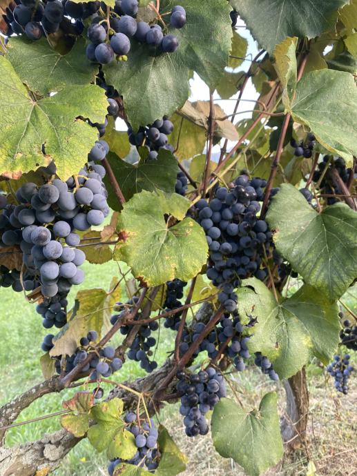Grozdje jurka neškropljena
