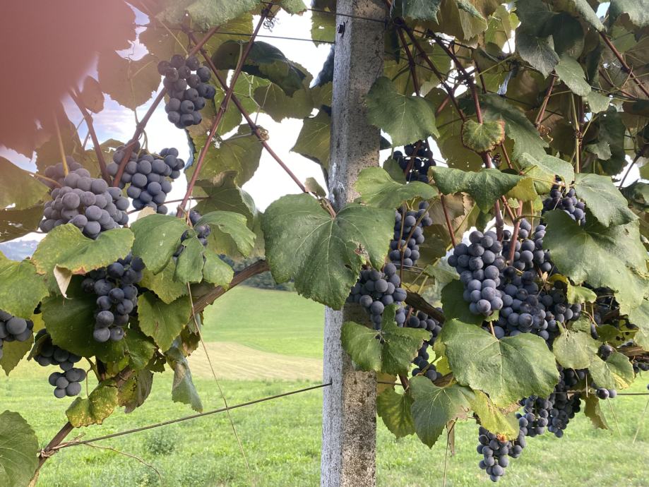 Grozdje jurka neškropljena