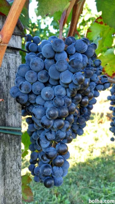 Grozdje Merlot - sladkost 93 Oe - Pomagamo pobrat