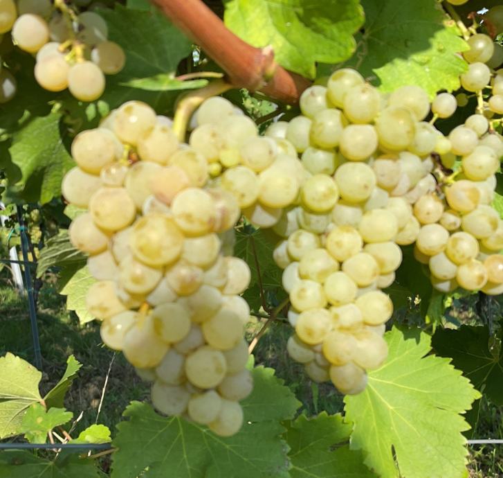Grozdje sauvignon