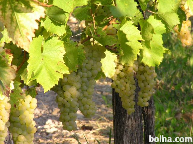 Grozdje sorte Rebula Vipavska dolina