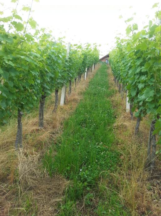 Prodam betonske stebre- vinograd,nasad- močnejša izvedba, INOX žica...