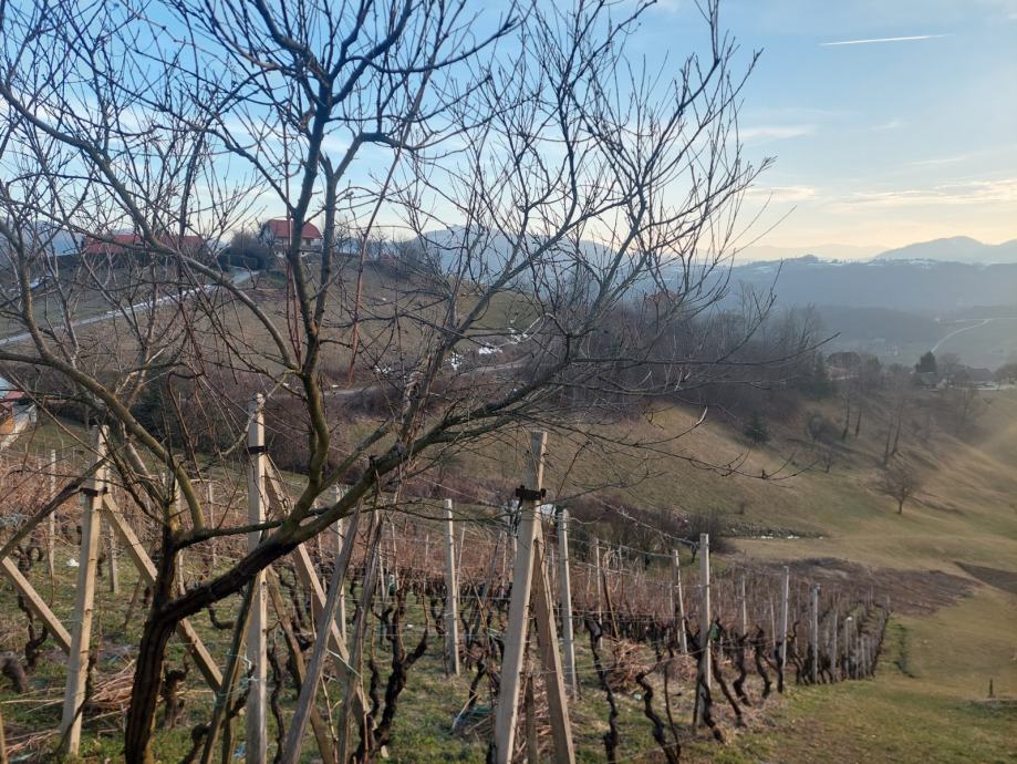 Oddam vinograd Škofija (okolica Šmarje pri Jelšah)