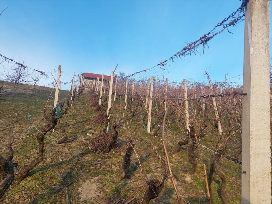 Oddam vinograd Škofija (okolica Šmarje pri Jelšah)