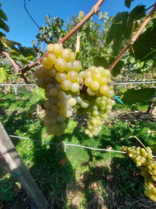 Oddam vinograd v Dobrovniških goricah