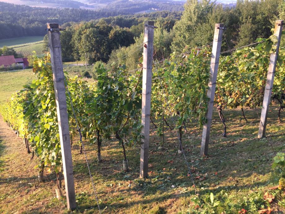 Oddam vinograd v najem brezplačno