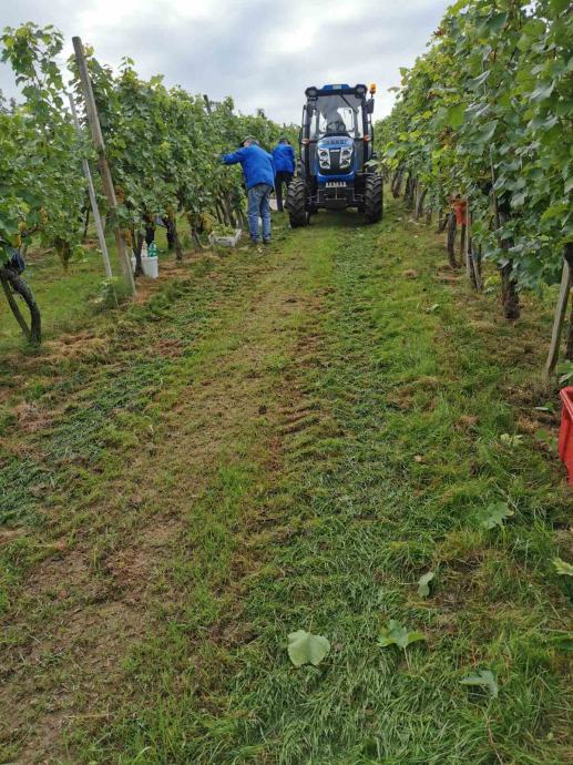 ODDAM VINOGRAD V NAJEM