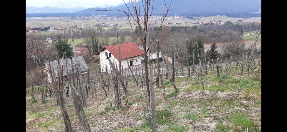 Brezplačno oddam ali propam vinograd, z sadovnjakom in vrtom
