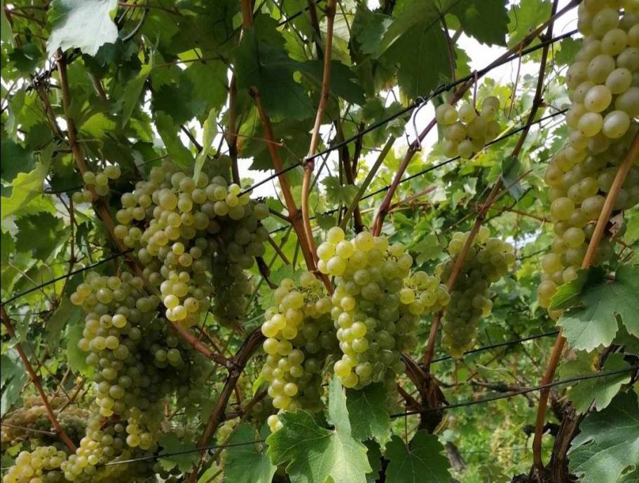 Prodamo grozdje - mešane sorte - okolica Šmarja pri Jelšah